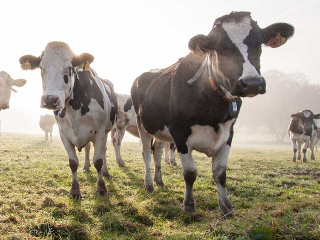 What is rBST? | Sprouts Farmers Market